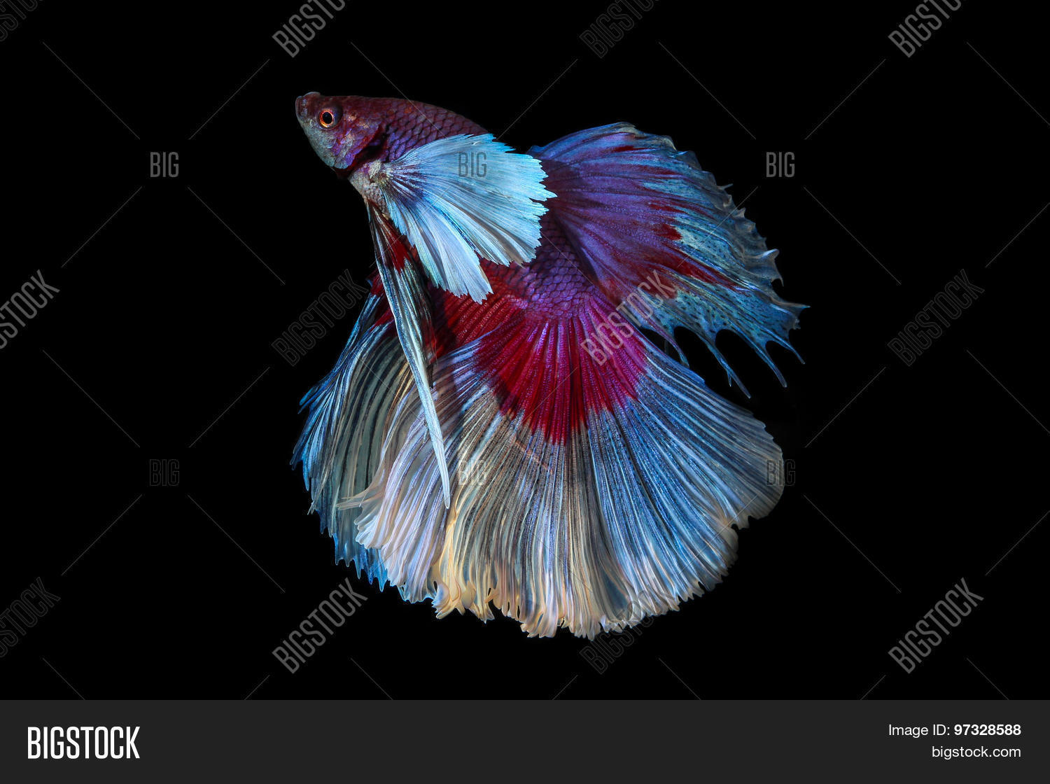 Siamese Fighting Fish Image & Photo (Free Trial) | Bigstock