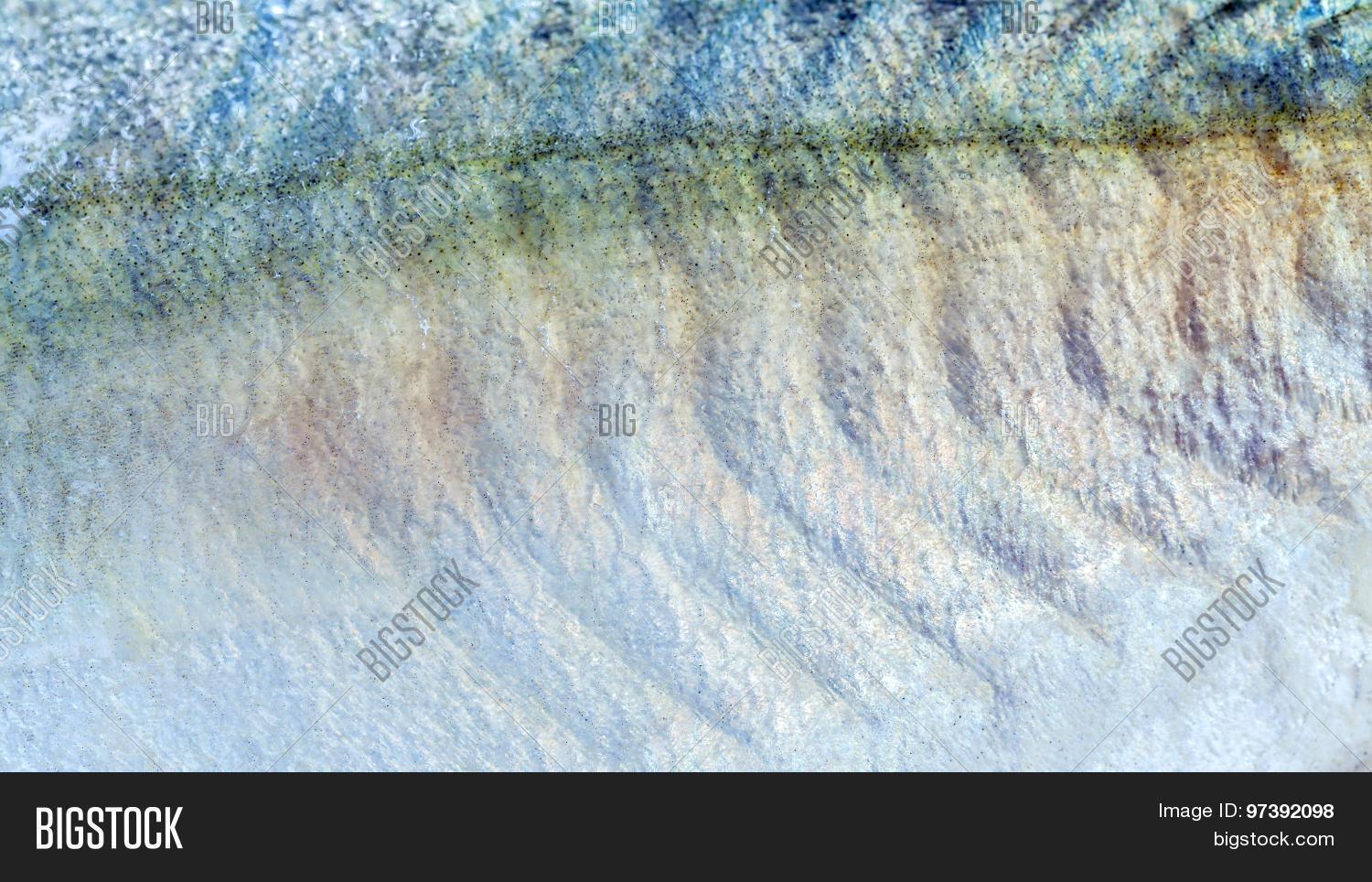 Closeup Mackerel Skin Image & Photo (Free Trial) | Bigstock
