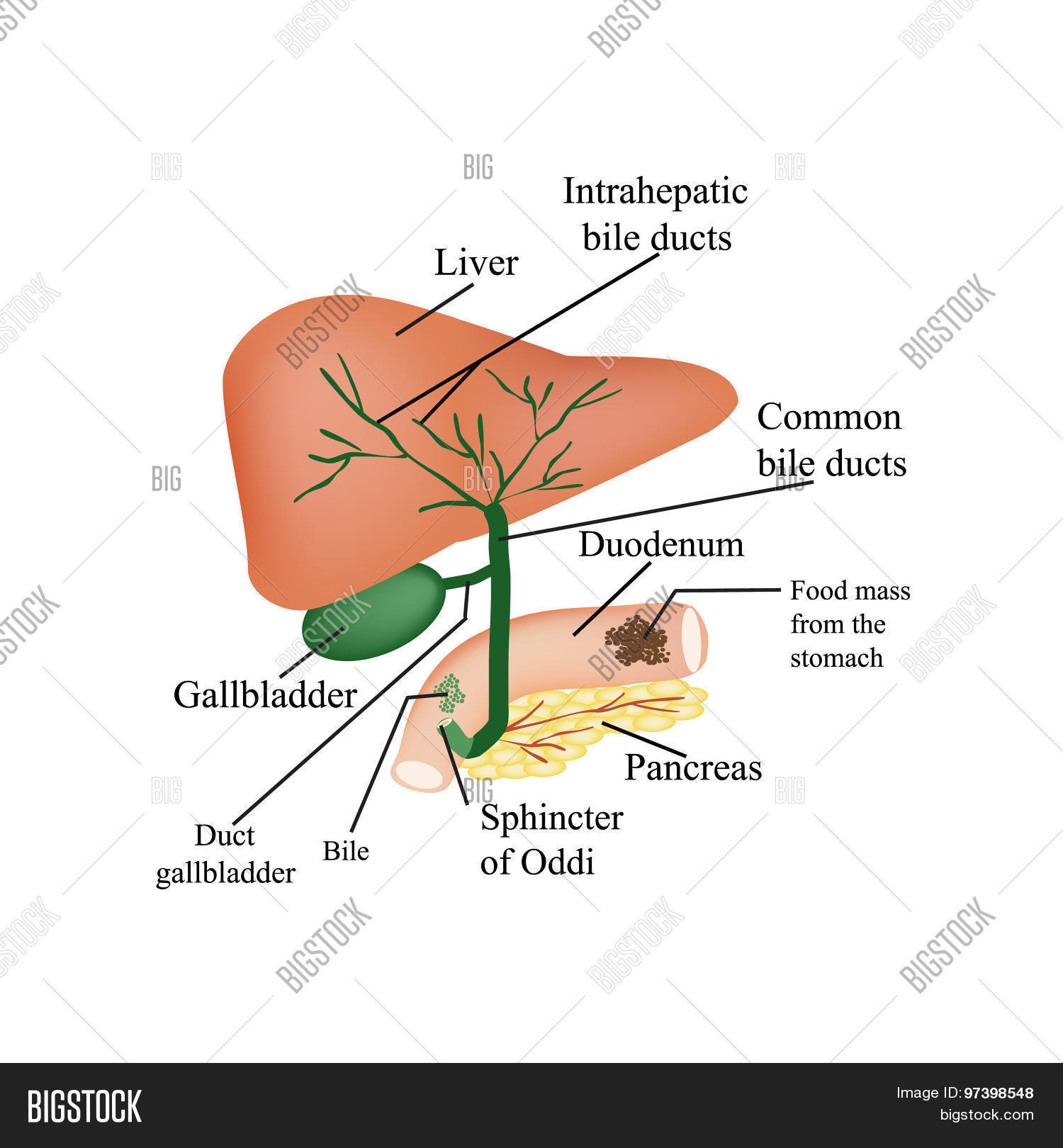 Anatomical Structure Vector & Photo (Free Trial) | Bigstock