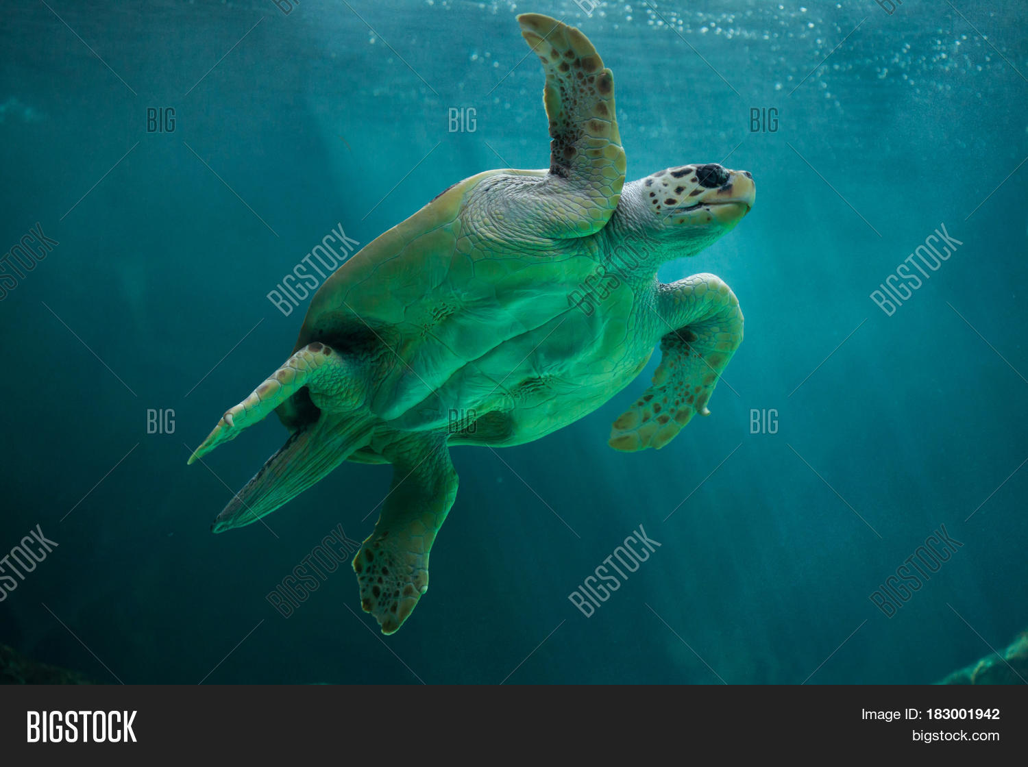 Loggerhead Sea Turtle Image & Photo (Free Trial) | Bigstock