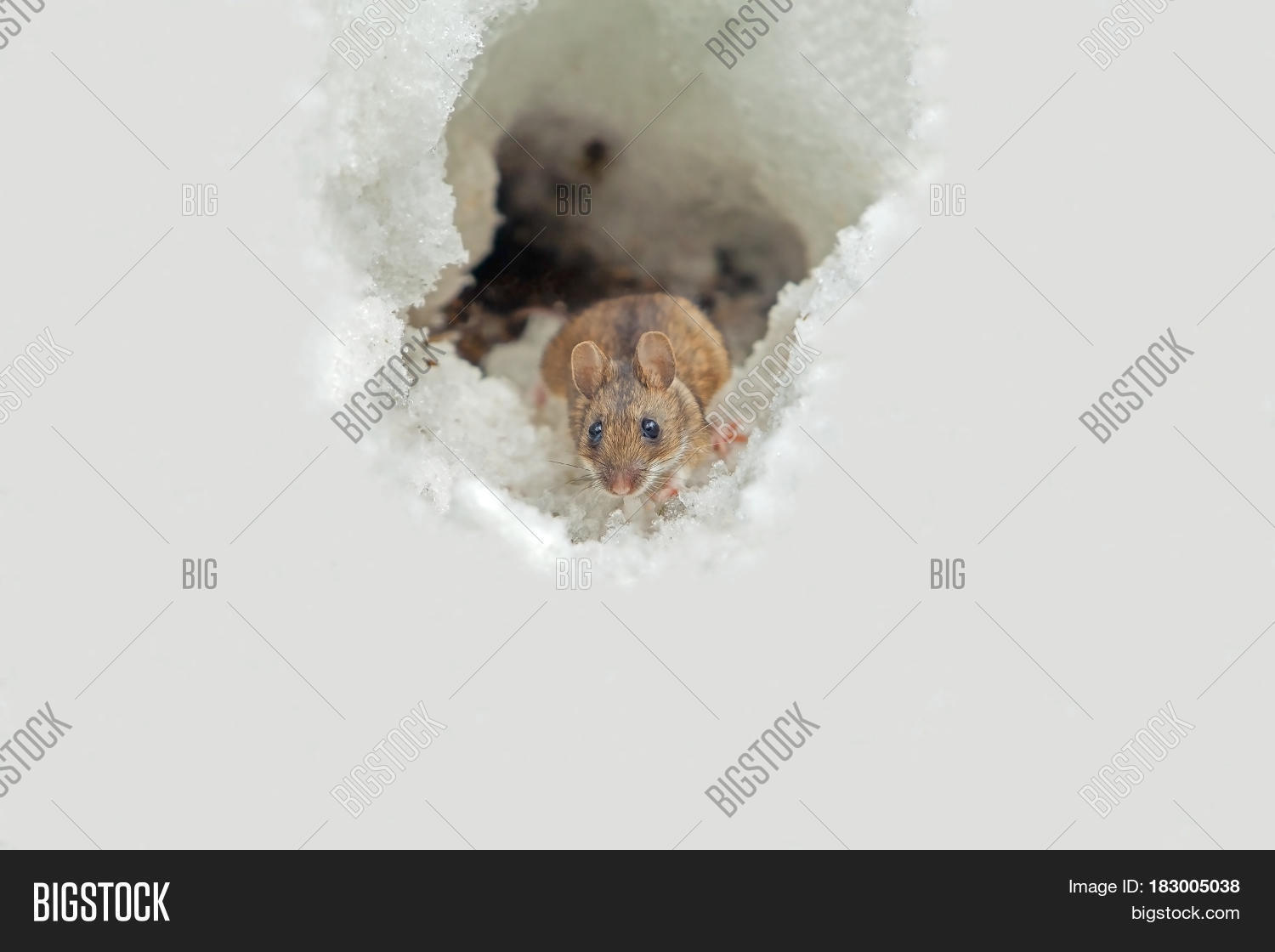 Cute Field Mouse Image & Photo (Free Trial) | Bigstock