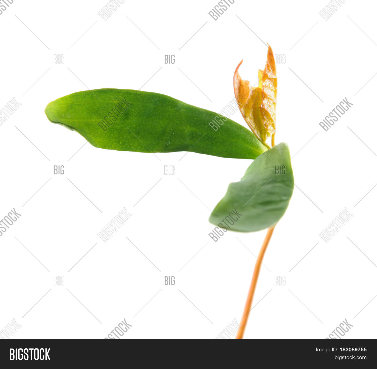 Seedling Norway Maple Image & Photo (Free Trial) | Bigstock