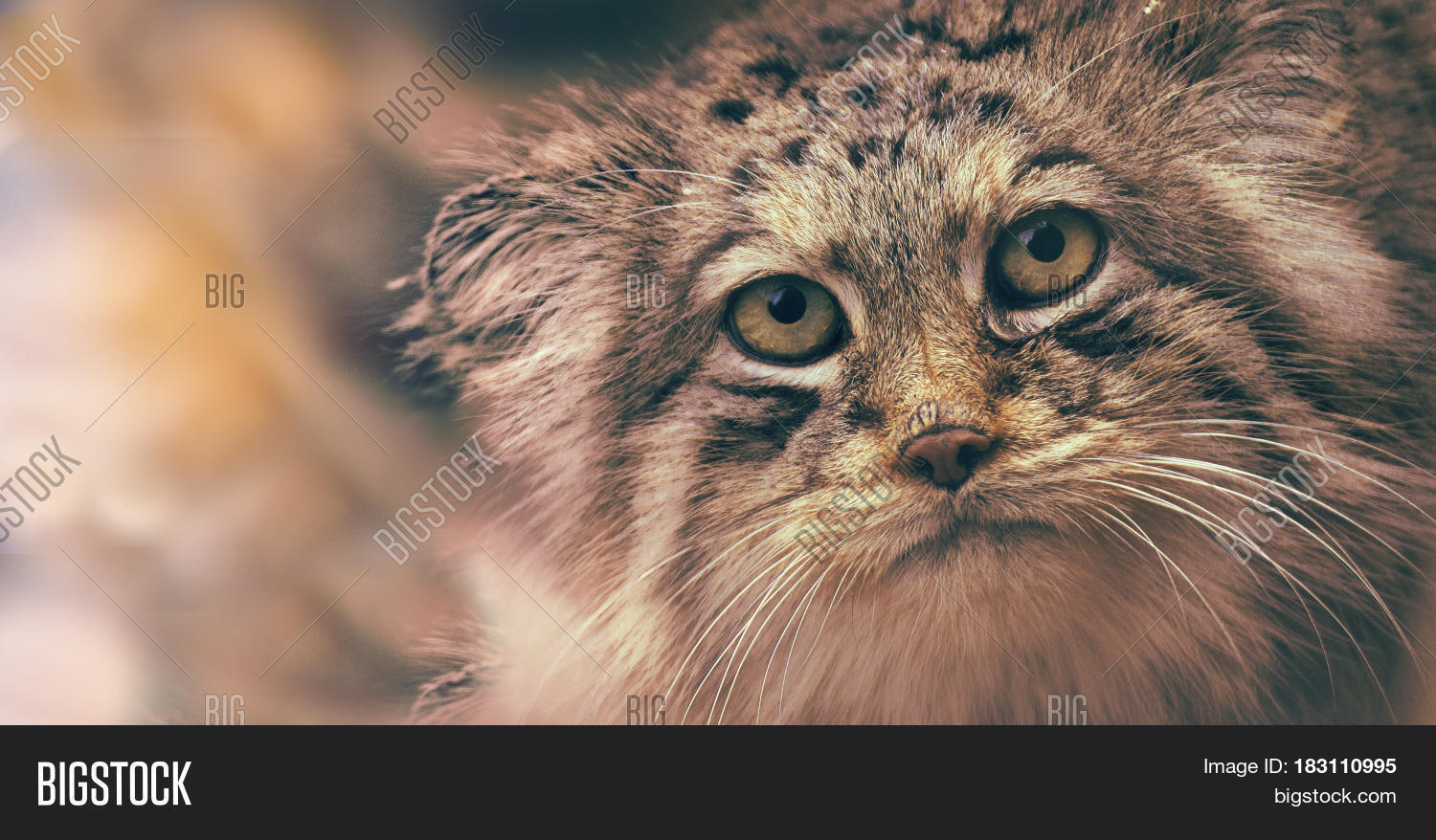 Portrait Manul Cat Image & Photo (Free Trial) | Bigstock