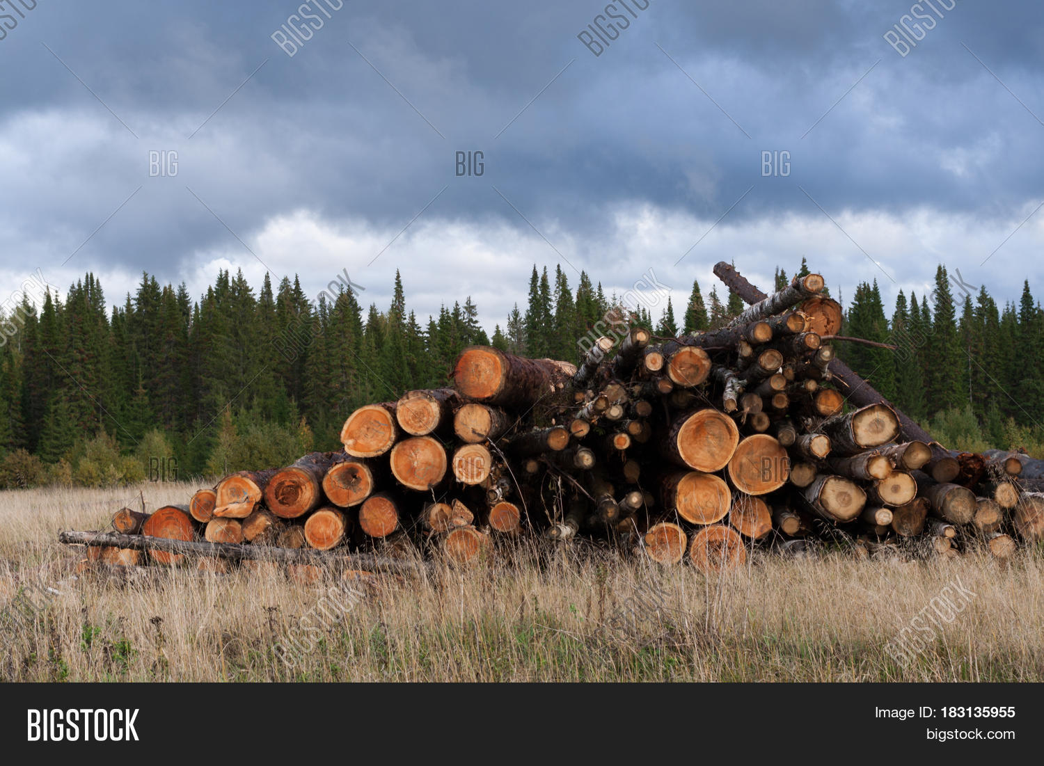 Pile Felled Trees On Image & Photo (Free Trial) | Bigstock