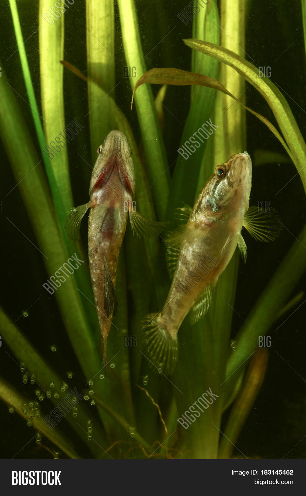 Spawning Mating Image & Photo (Free Trial) | Bigstock