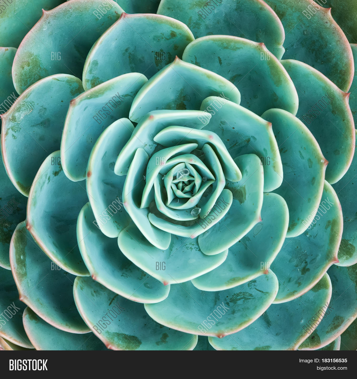 Arrangement Succulents Image & Photo (Free Trial) | Bigstock