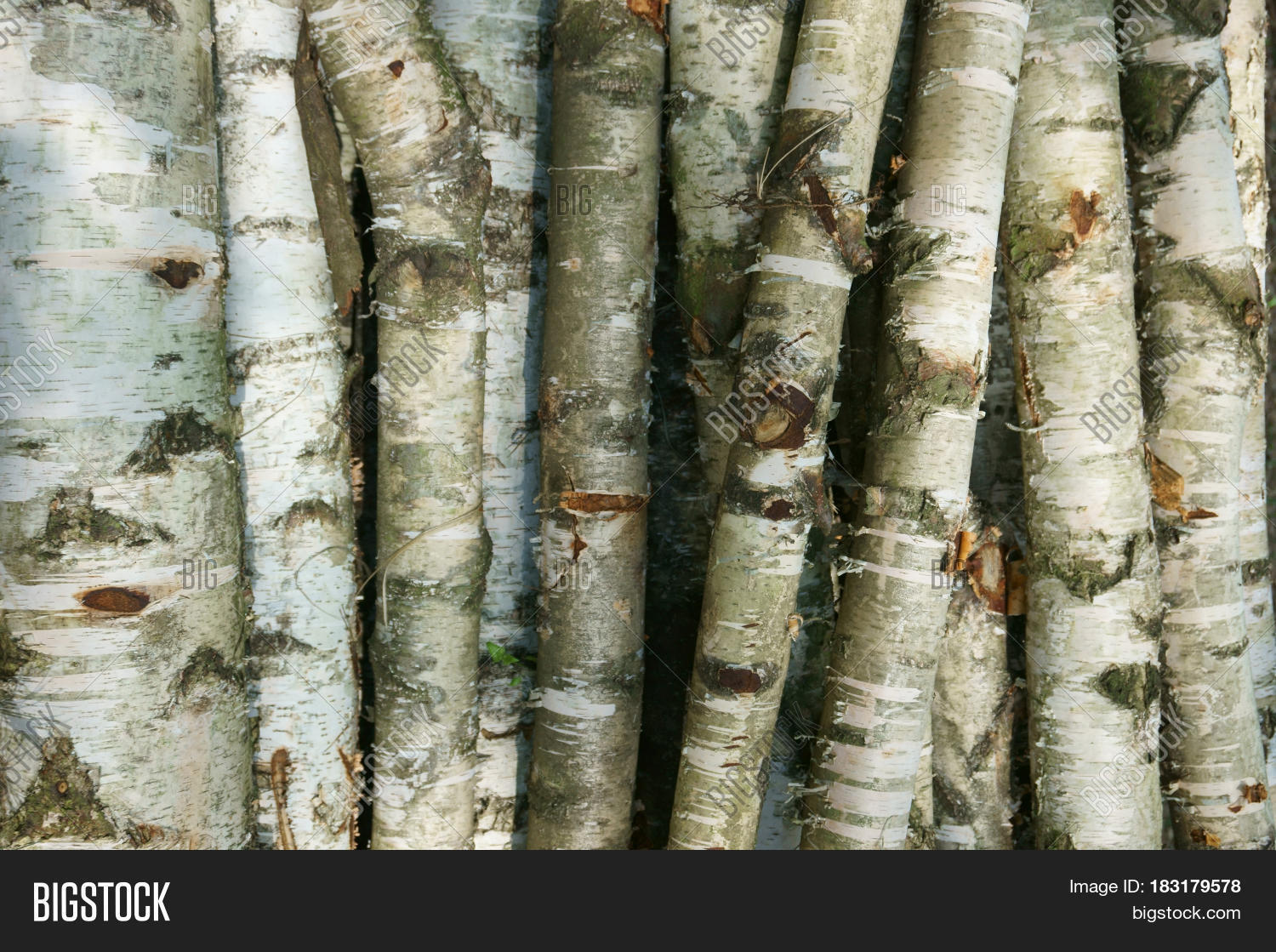 Birch Wood Texture Image & Photo (Free Trial) | Bigstock
