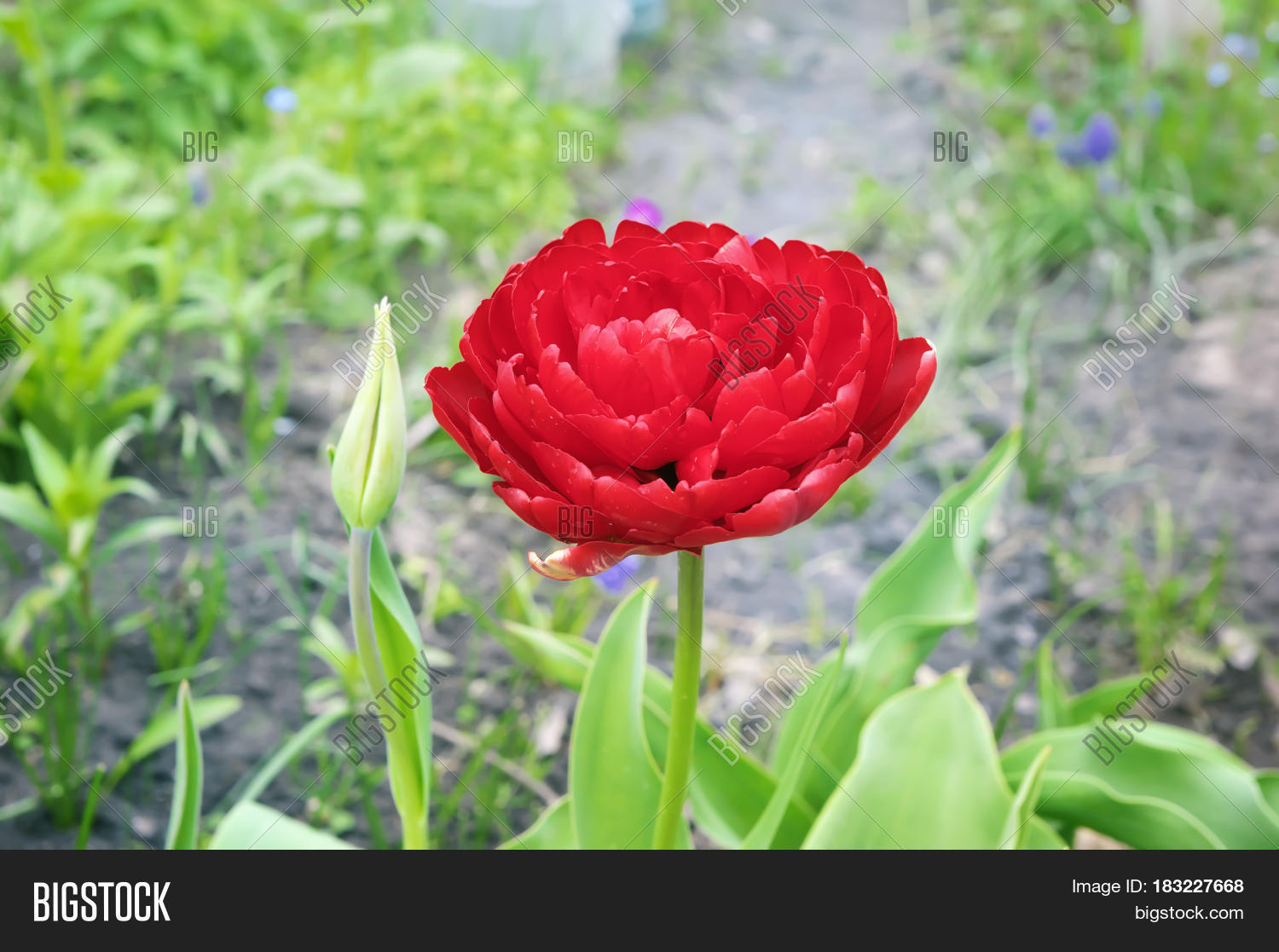Red Color Double Dutch Image & Photo (Free Trial) | Bigstock