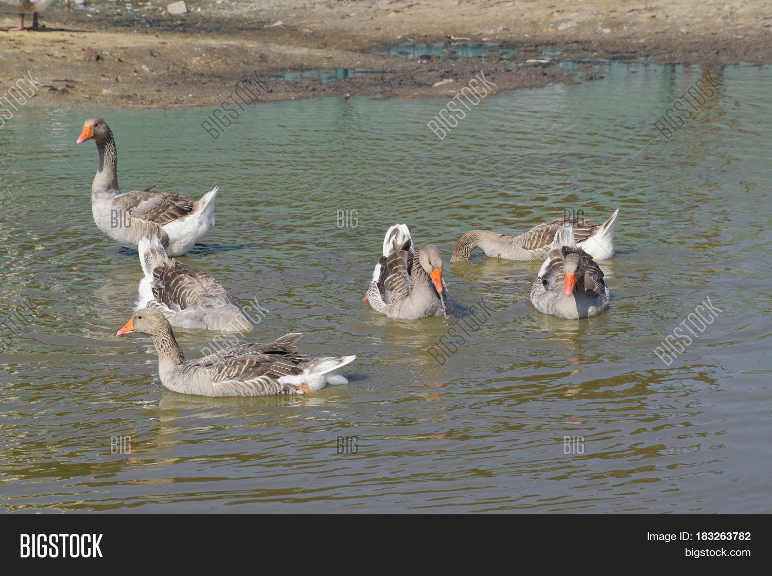 Gray Goose Domestic. Image & Photo (Free Trial) | Bigstock