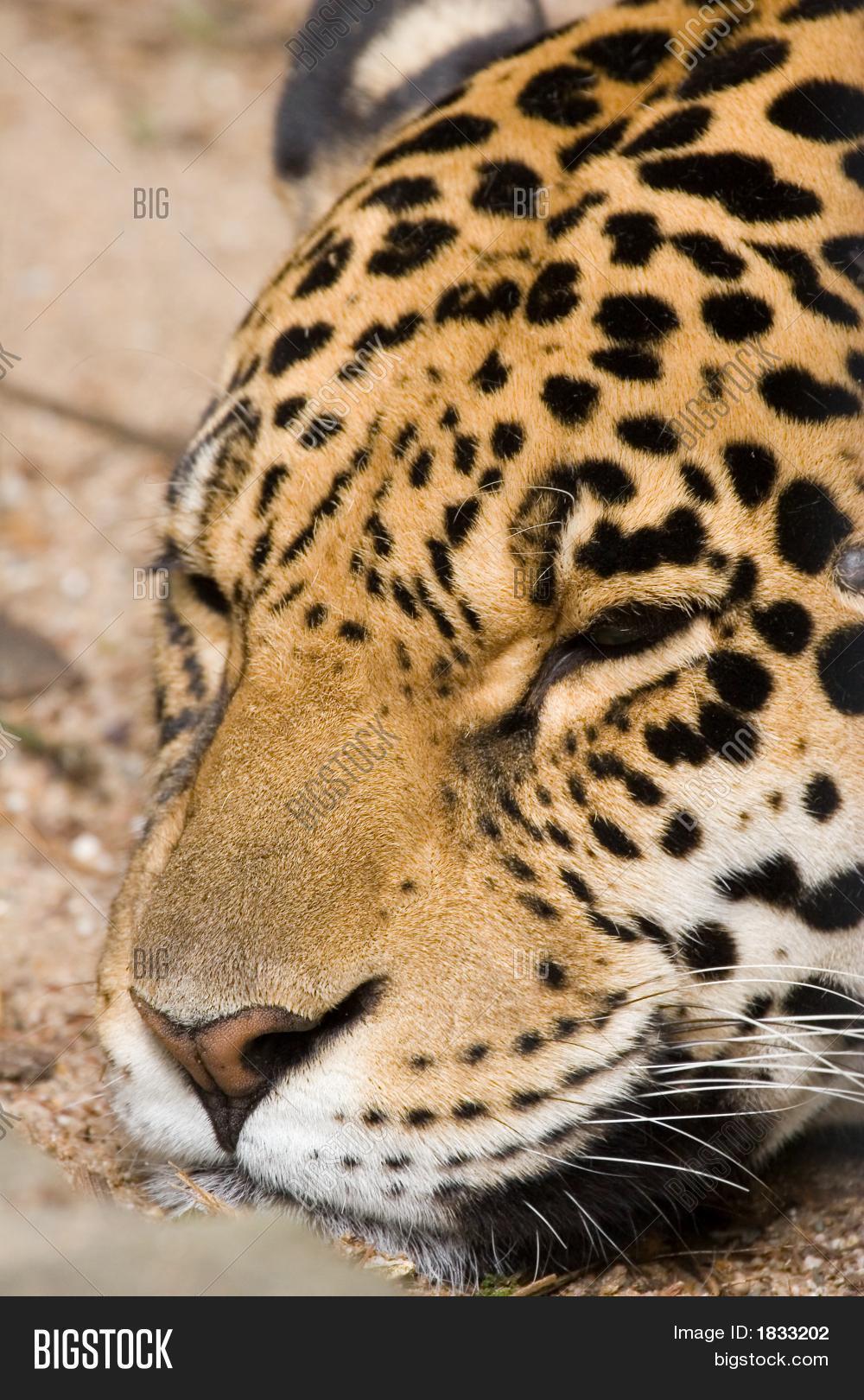 Panther Head Image & Photo (Free Trial) | Bigstock