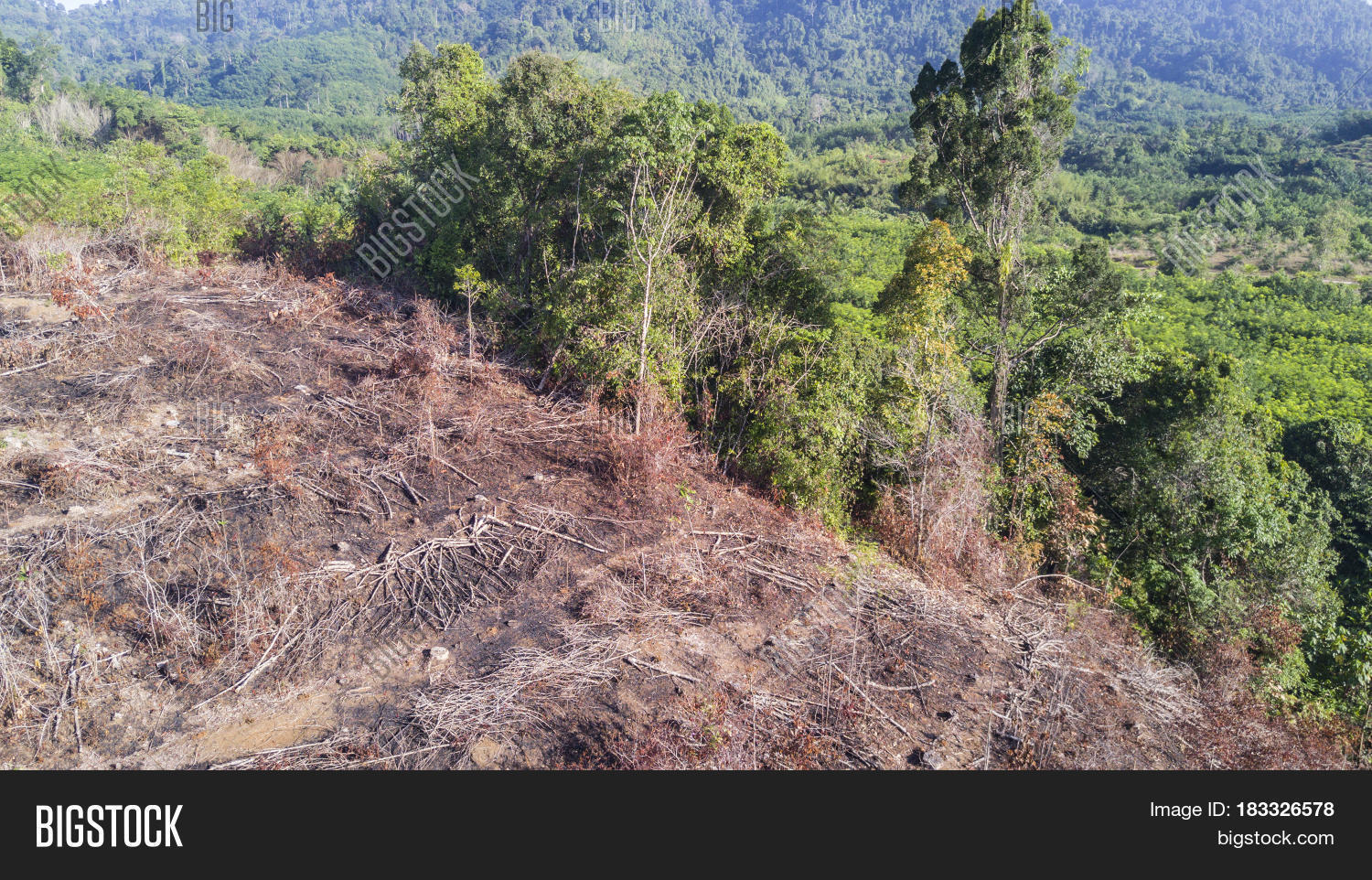 Deforestation. Aerial Image & Photo (Free Trial) | Bigstock