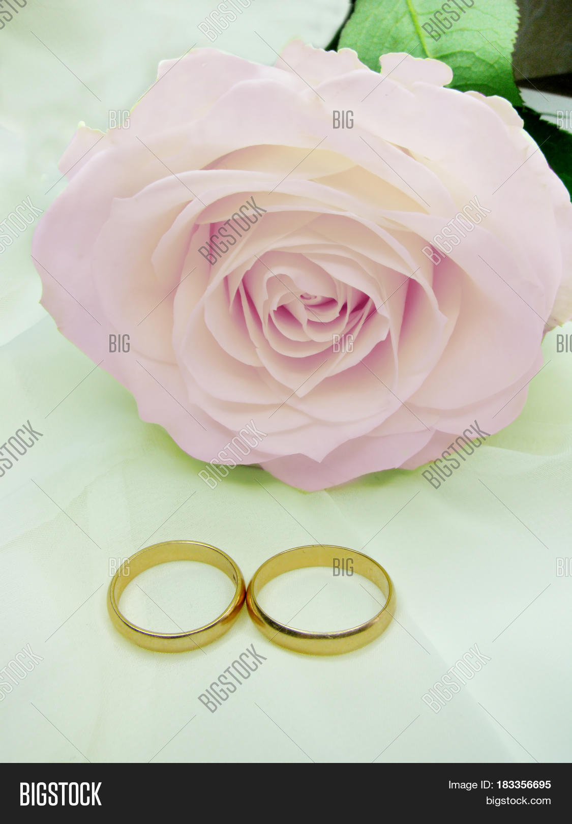 Pink Rose Wedding Image & Photo (Free Trial) | Bigstock