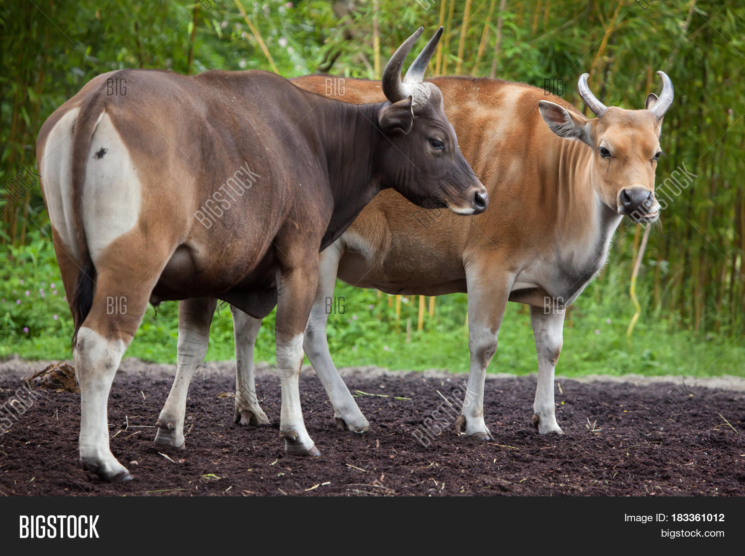 Javan Banteng (Bos Image & Photo (Free Trial) | Bigstock