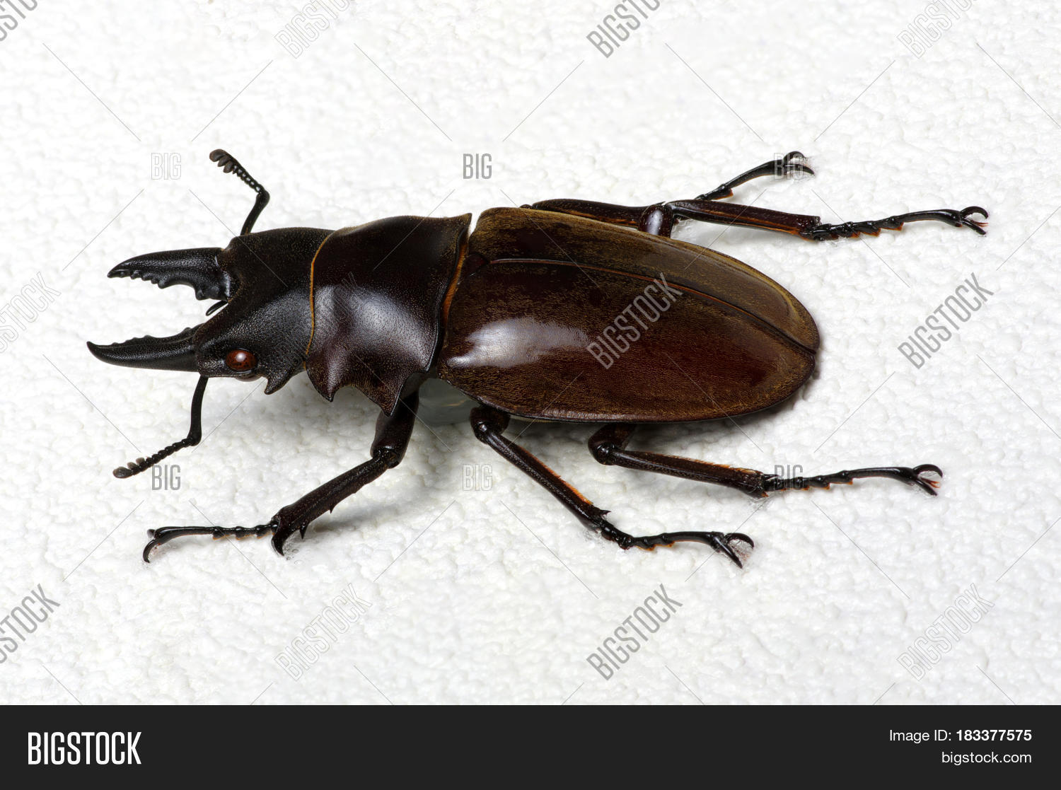 Stag Beetle Isolated Image & Photo (Free Trial) | Bigstock