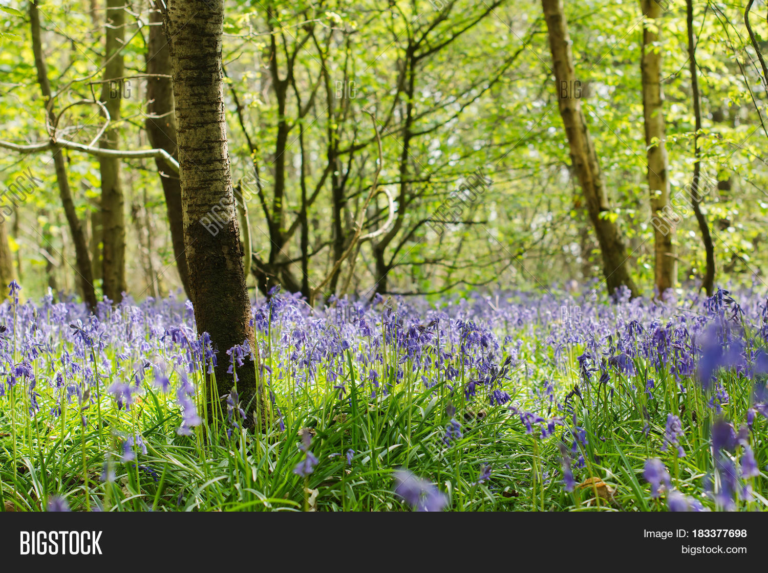 Beautiful Bluebell Image & Photo (Free Trial) | Bigstock
