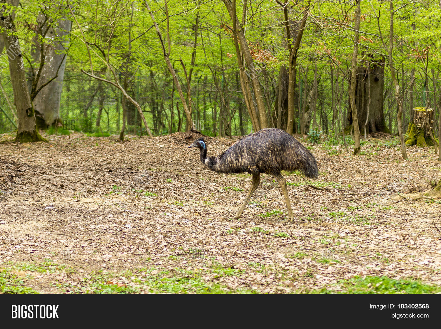 Emu Walking On Woods Image & Photo (Free Trial) | Bigstock