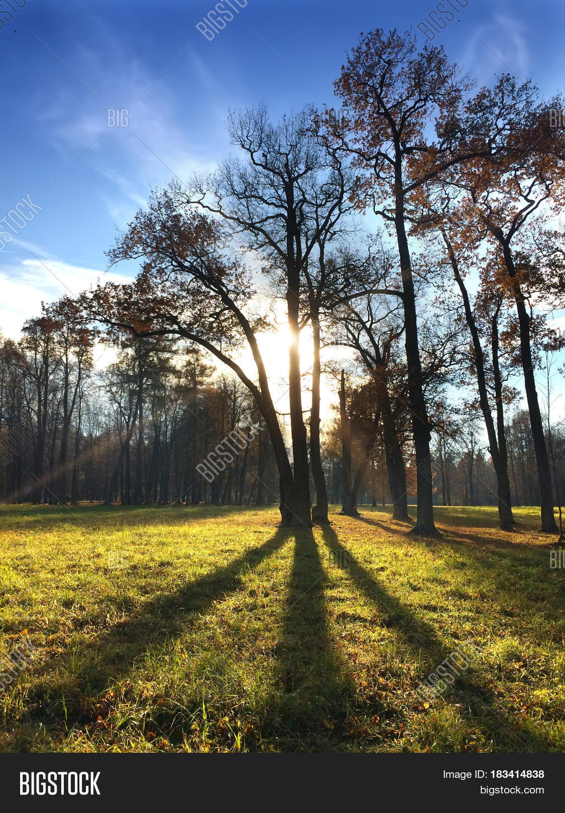 Autumn Tree Sunshine Image & Photo (Free Trial) | Bigstock