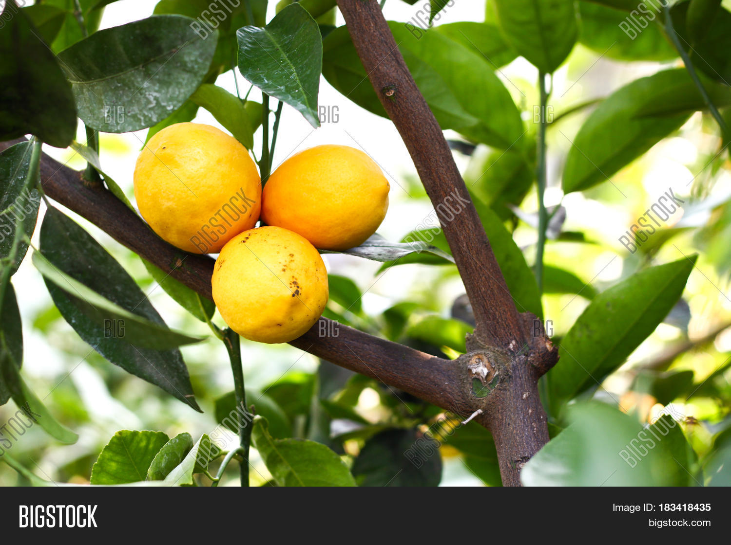 Yellow Lemon Fruits Image & Photo (Free Trial) | Bigstock