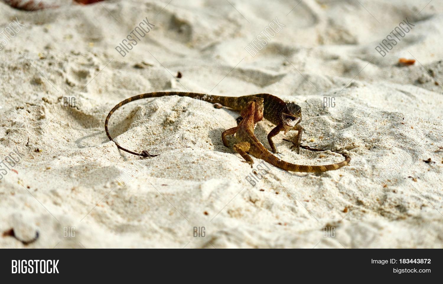 Two Male Lizards Fight Image & Photo (Free Trial) | Bigstock