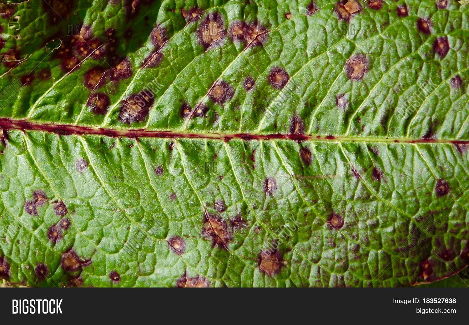 Dock Leaf Disease Image & Photo (Free Trial) | Bigstock