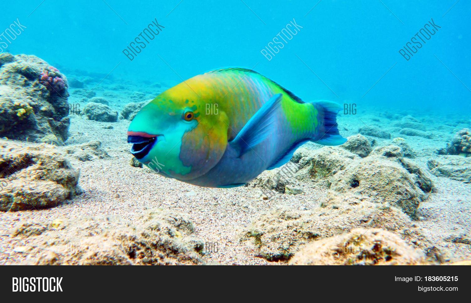 Parrot Fish Red Sea Image & Photo (Free Trial) | Bigstock