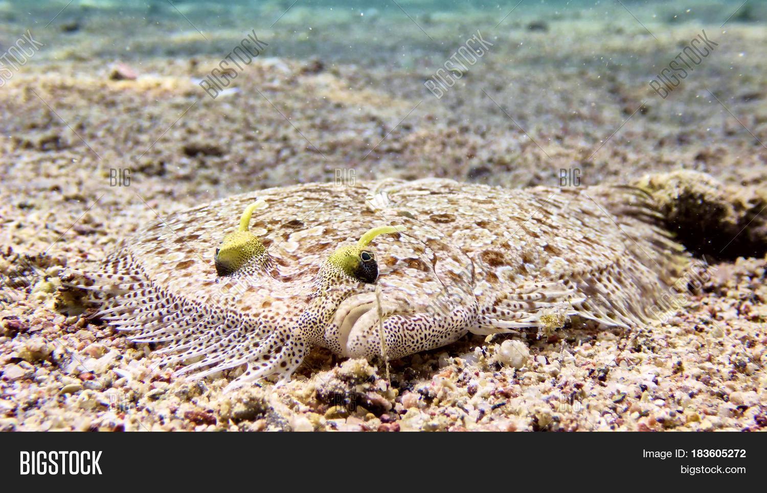 Flatfish Fish Red Sea Image & Photo (Free Trial) | Bigstock