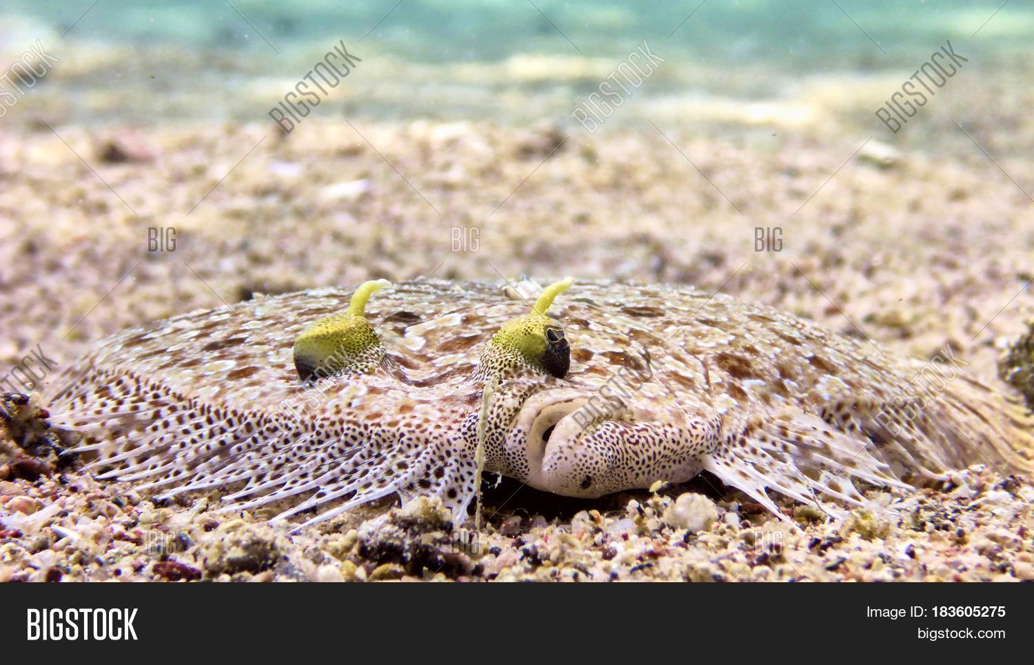 Flatfish Fish Red Sea Image & Photo (Free Trial) | Bigstock