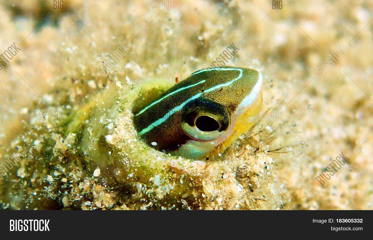 Small Cute Fish Red Image & Photo (Free Trial) | Bigstock