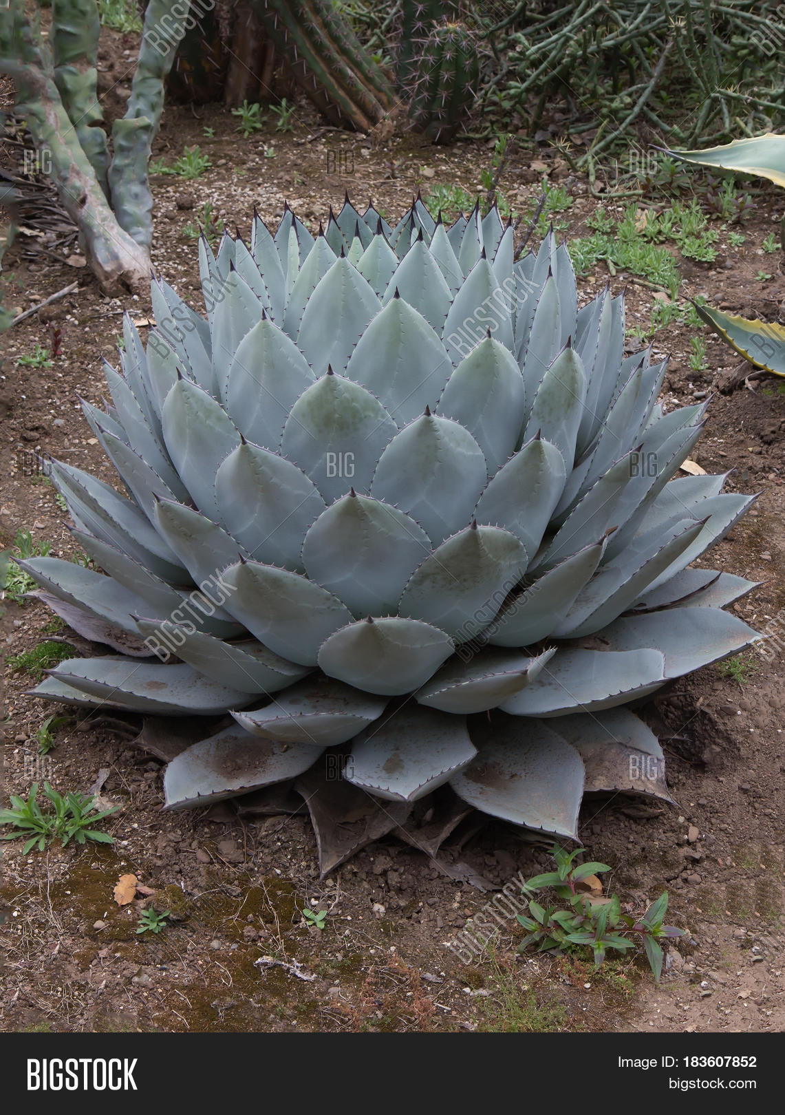 Agave Parrasana 图片和照片（免费试用） | Bigstock