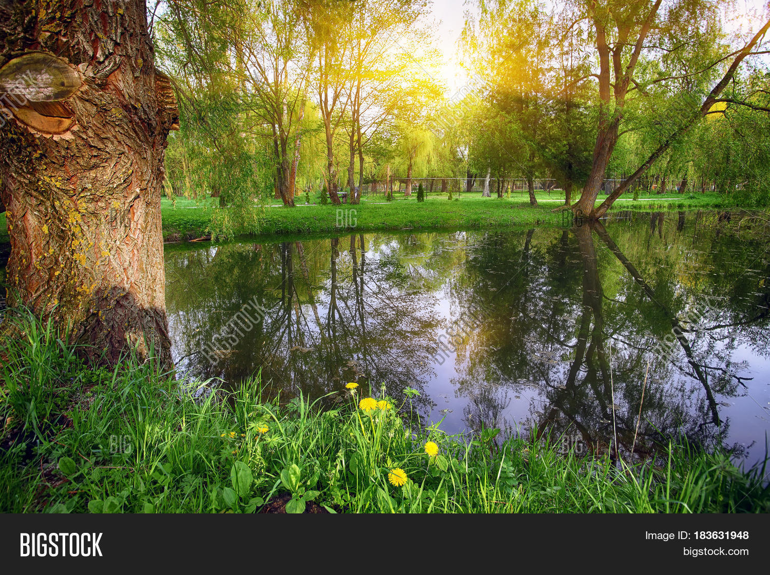 Tranquil Pond Lush Image & Photo (Free Trial) | Bigstock