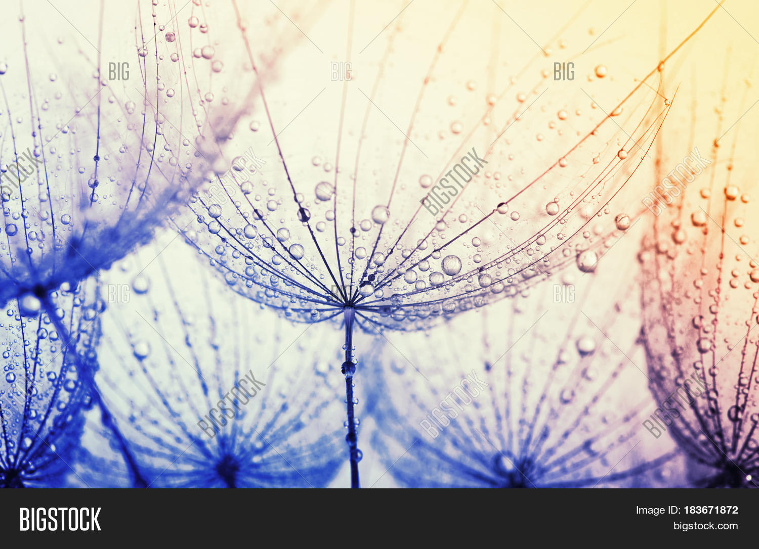 Abstract Dandelion Image & Photo (Free Trial) | Bigstock
