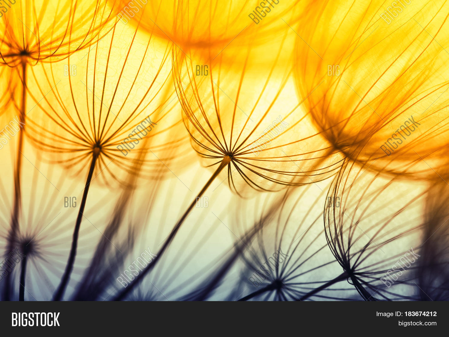 Abstract Dandelion Image & Photo (Free Trial) | Bigstock
