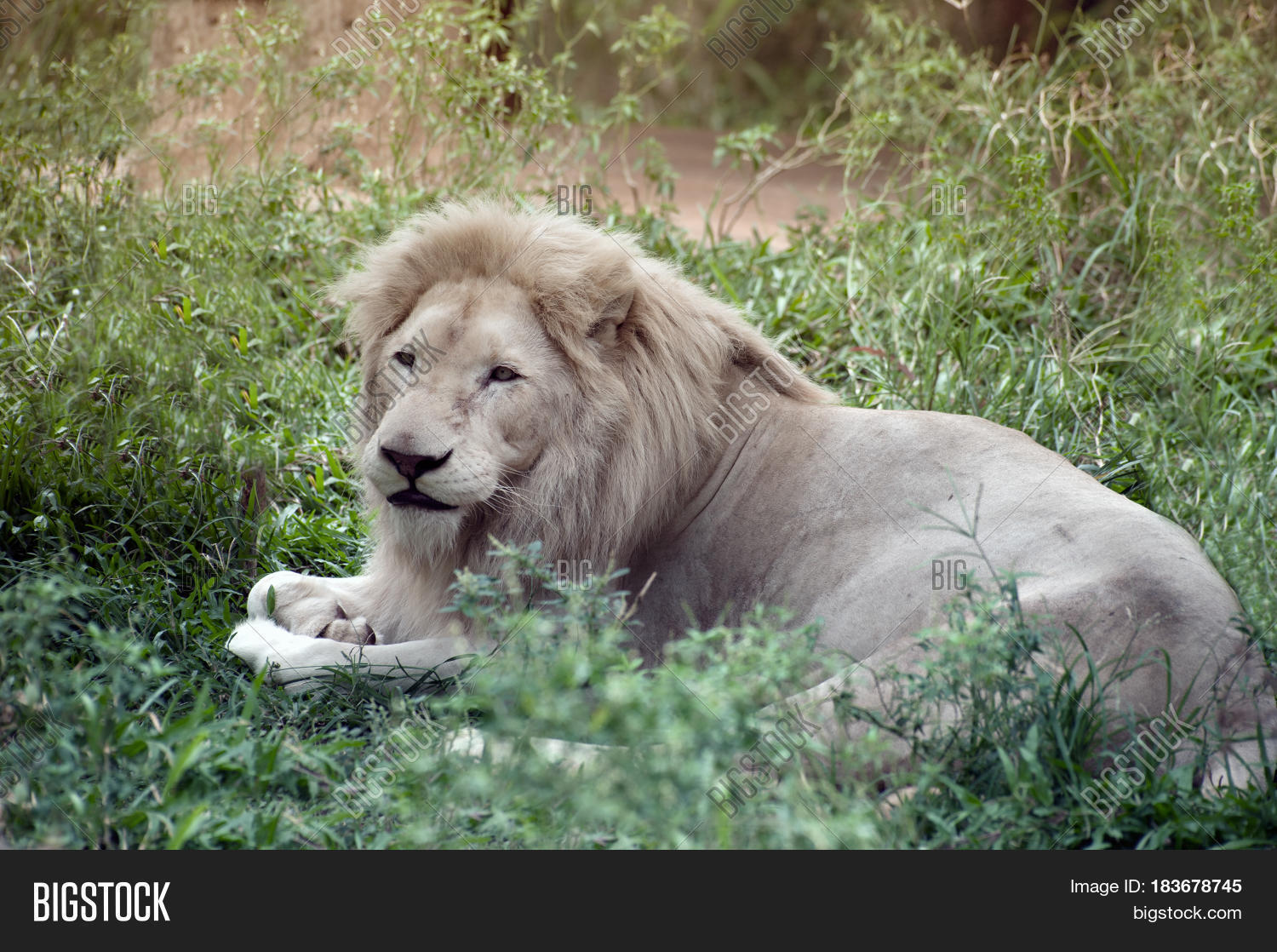 White Lion South Image & Photo (Free Trial) | Bigstock
