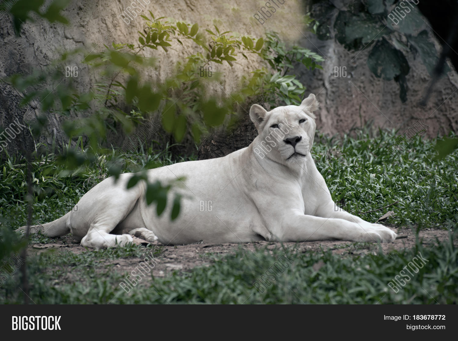 White Lion South Image & Photo (Free Trial) | Bigstock
