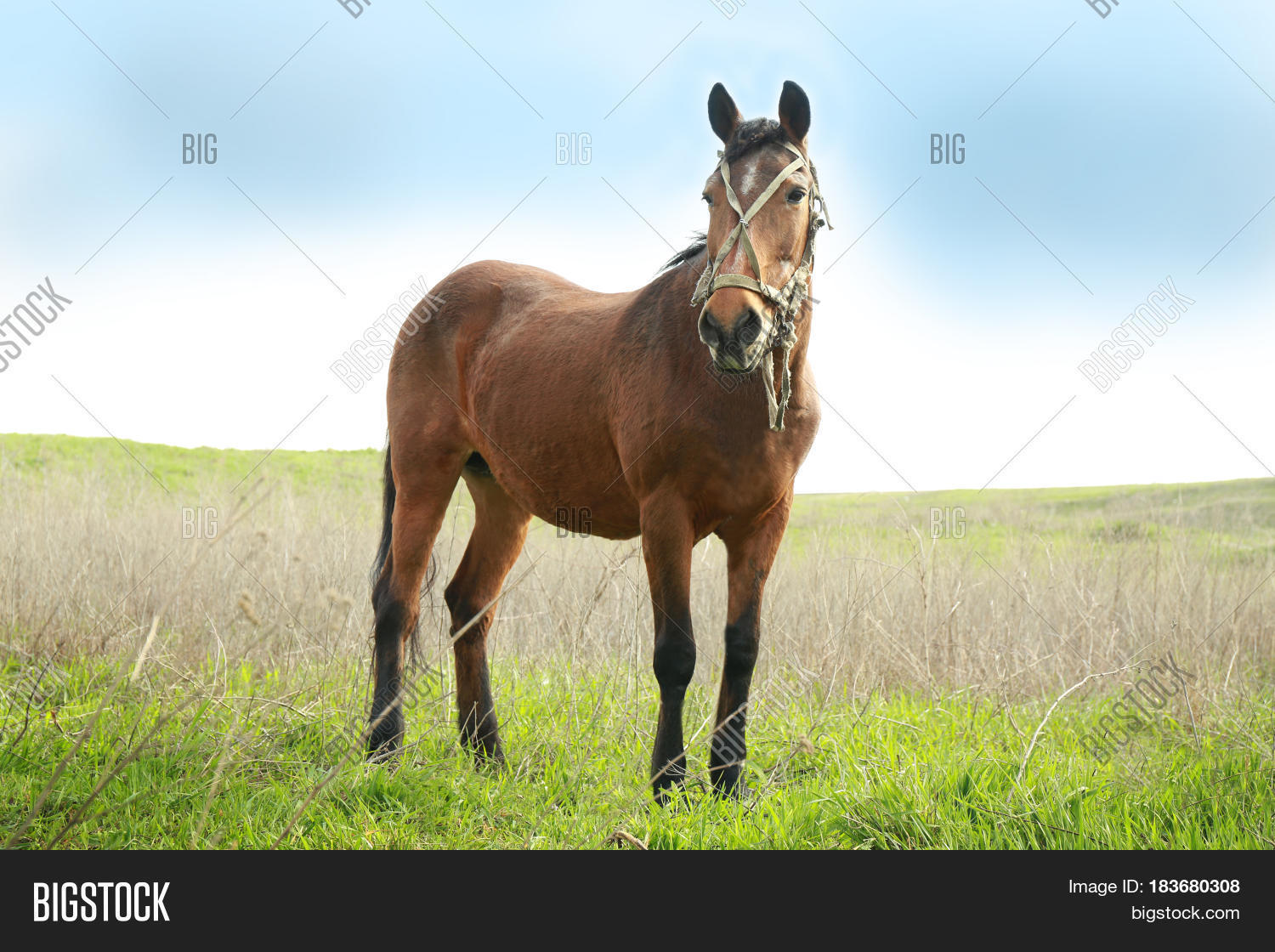 Horse Grazing On Field Image & Photo (Free Trial) | Bigstock