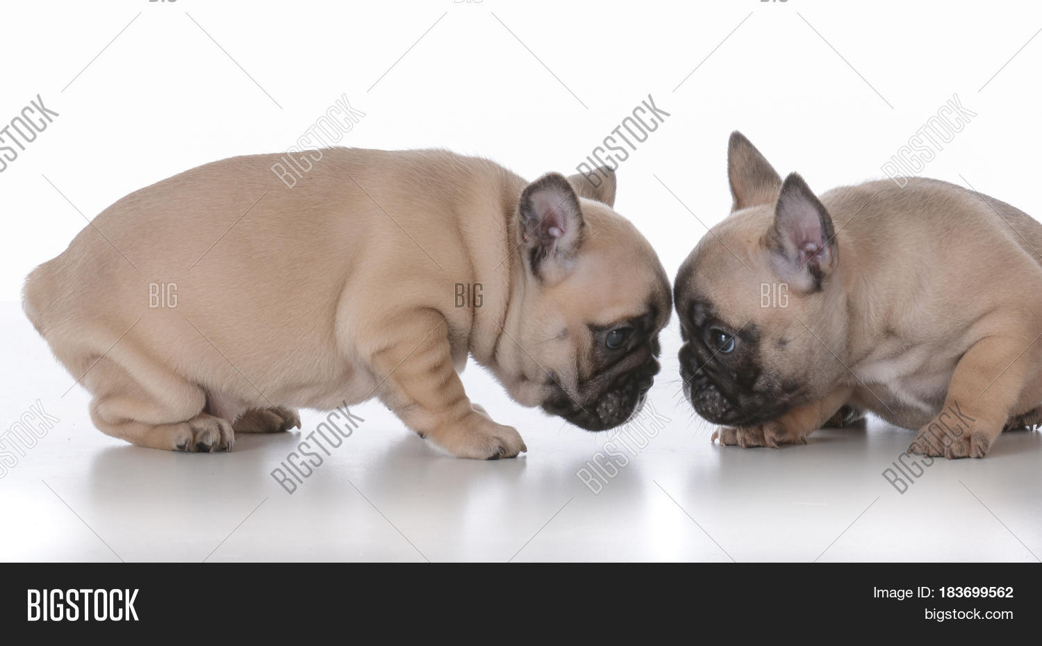 Litter French Bulldog Image & Photo (Free Trial) | Bigstock