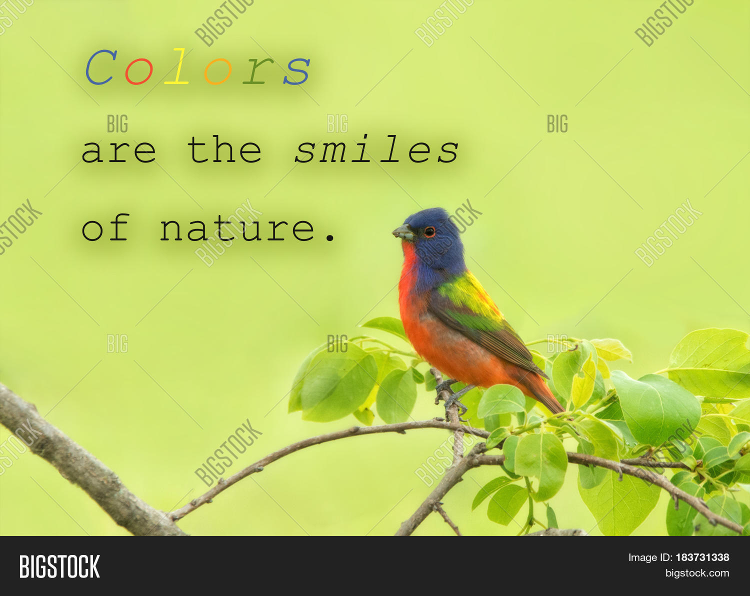 Colors Smiles Nature Image & Photo (Free Trial) | Bigstock