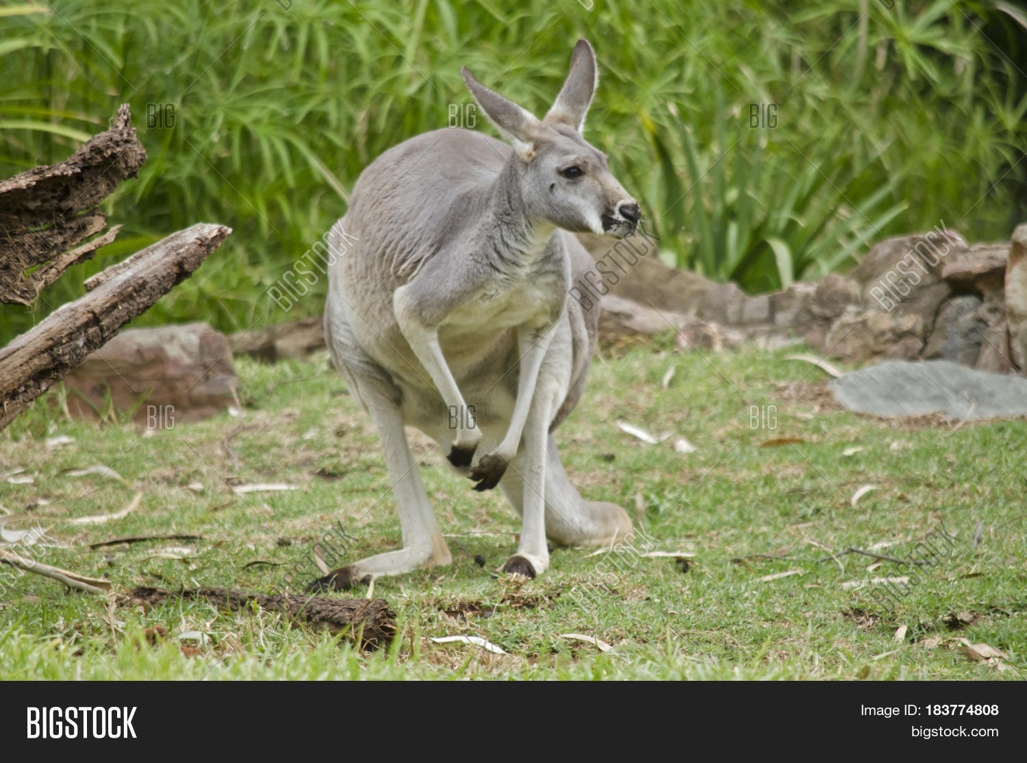 Male Red Kangaroo Grey Image & Photo (Free Trial) | Bigstock
