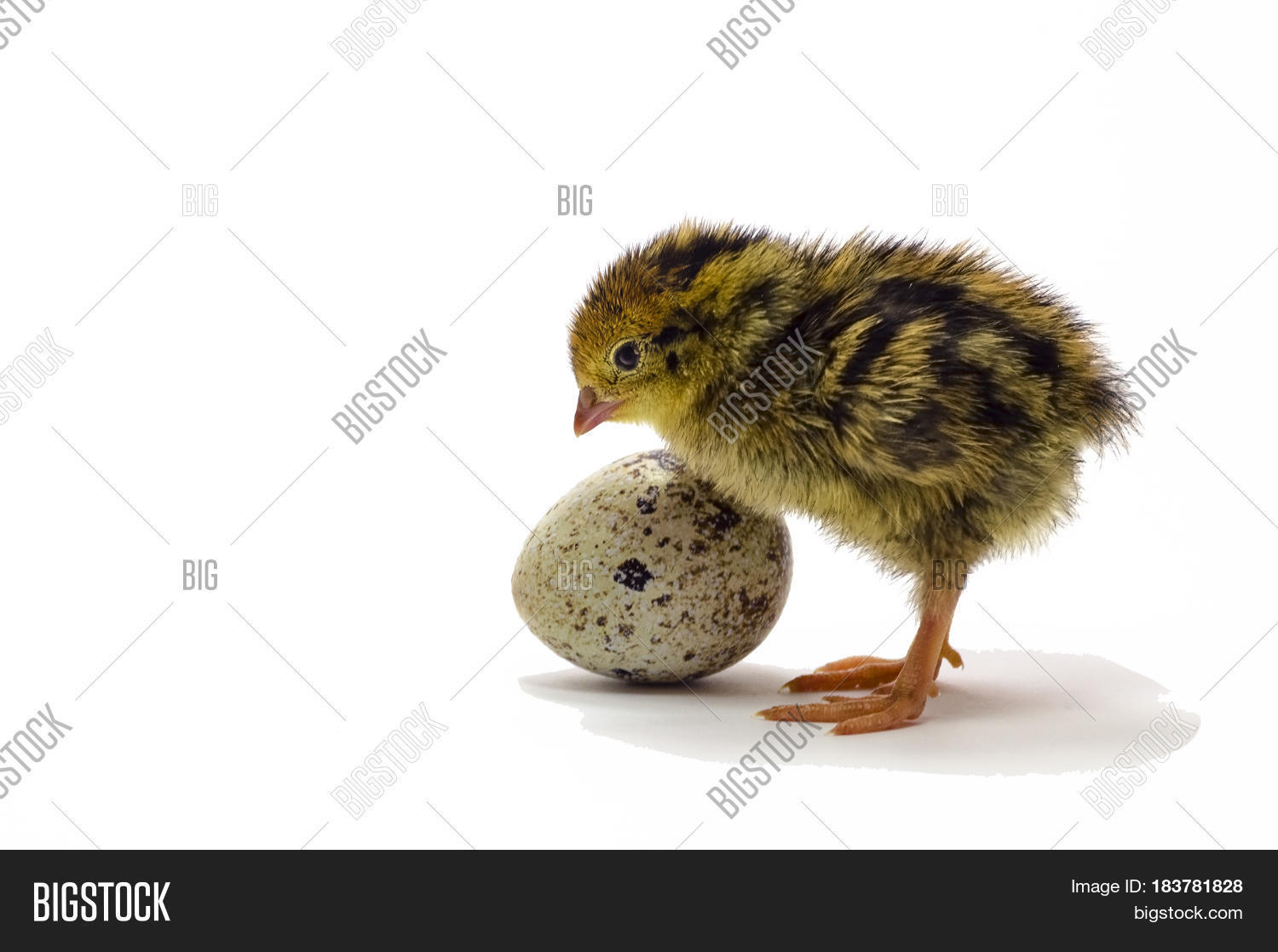 Baby Quail After Image & Photo (Free Trial) | Bigstock
