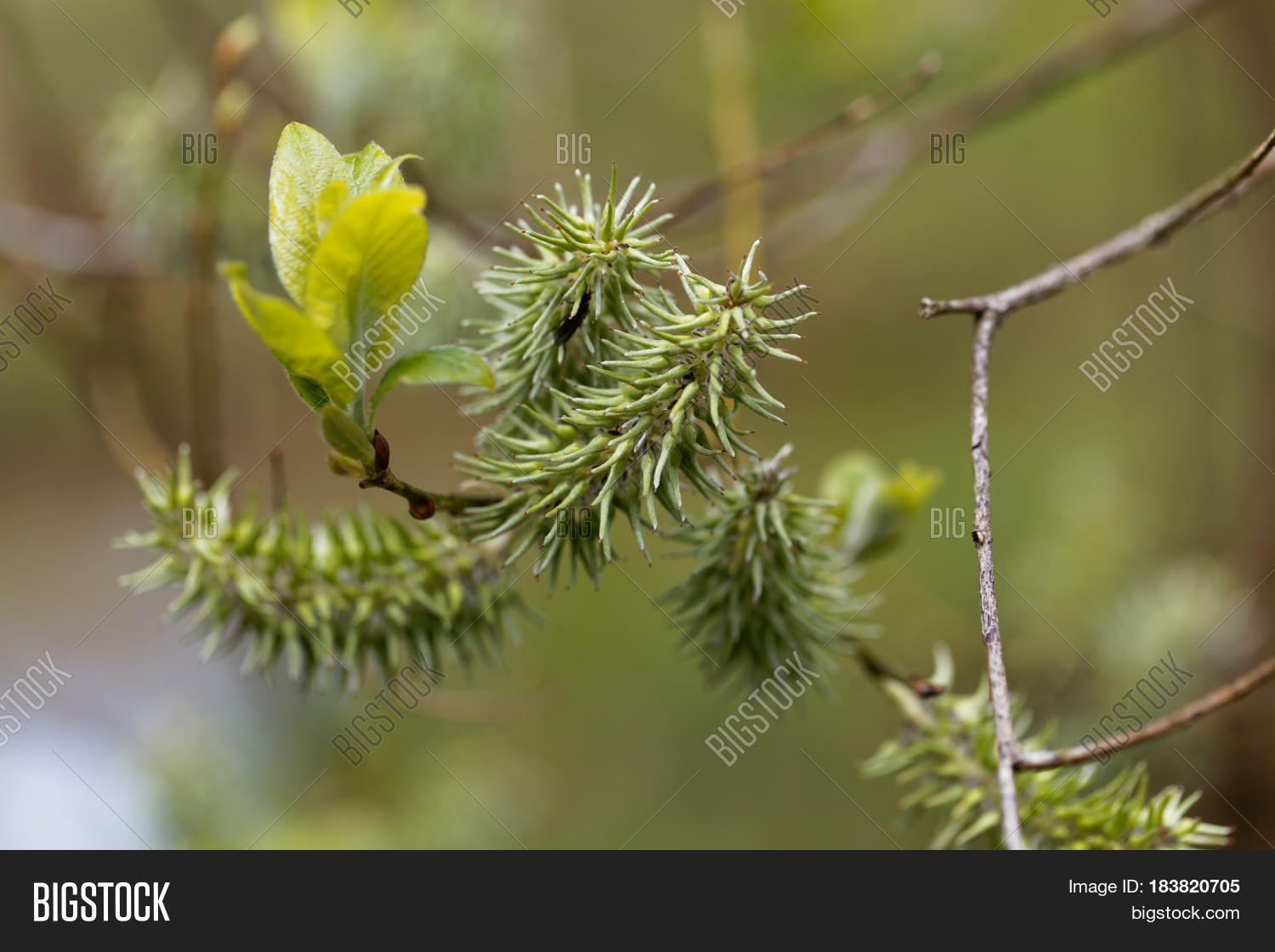 Flower Bay Willow Tree Image & Photo (Free Trial) | Bigstock