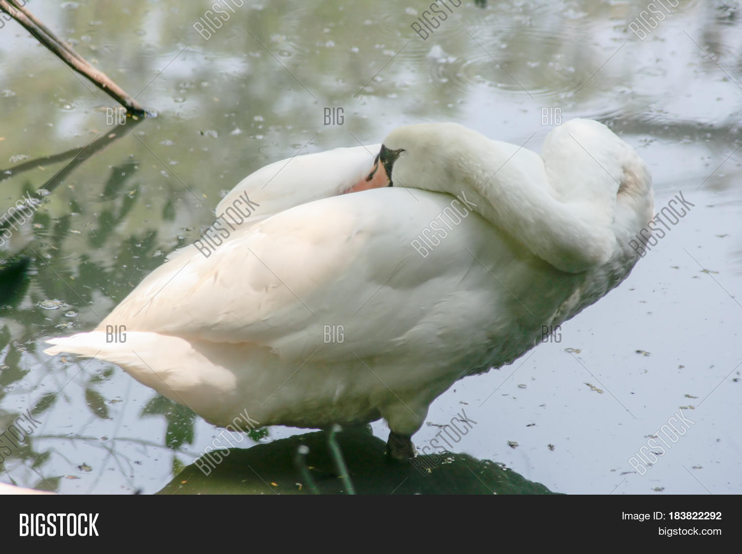 Sleeping Swan. White Image & Photo (Free Trial) | Bigstock