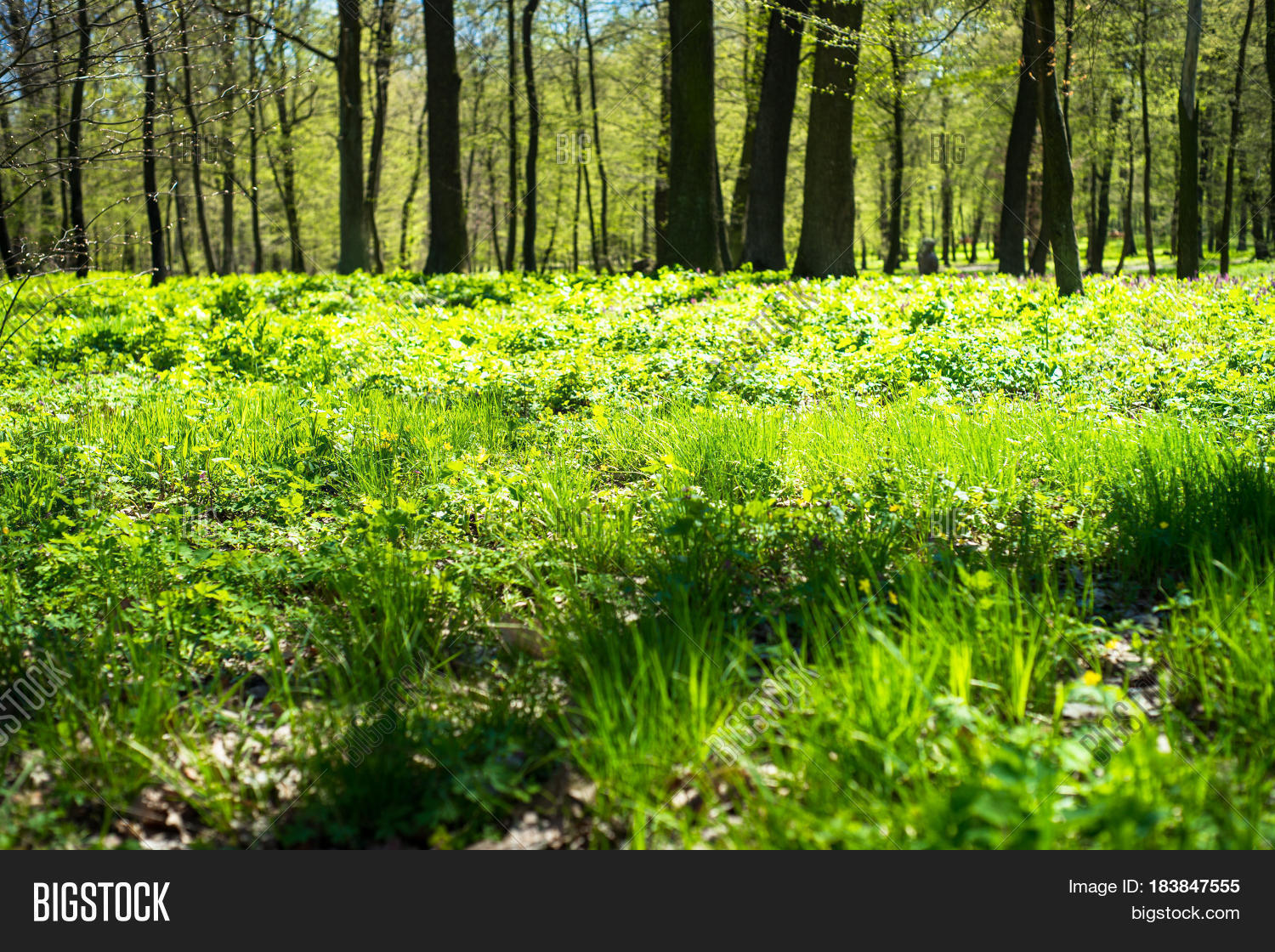 Sunny Day Outdoor Image & Photo (Free Trial) | Bigstock