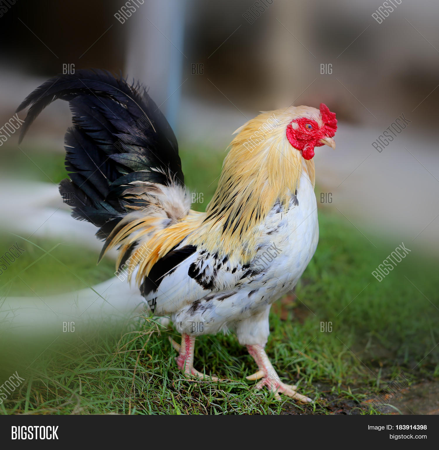 Beautiful Colorful Image & Photo (Free Trial) | Bigstock