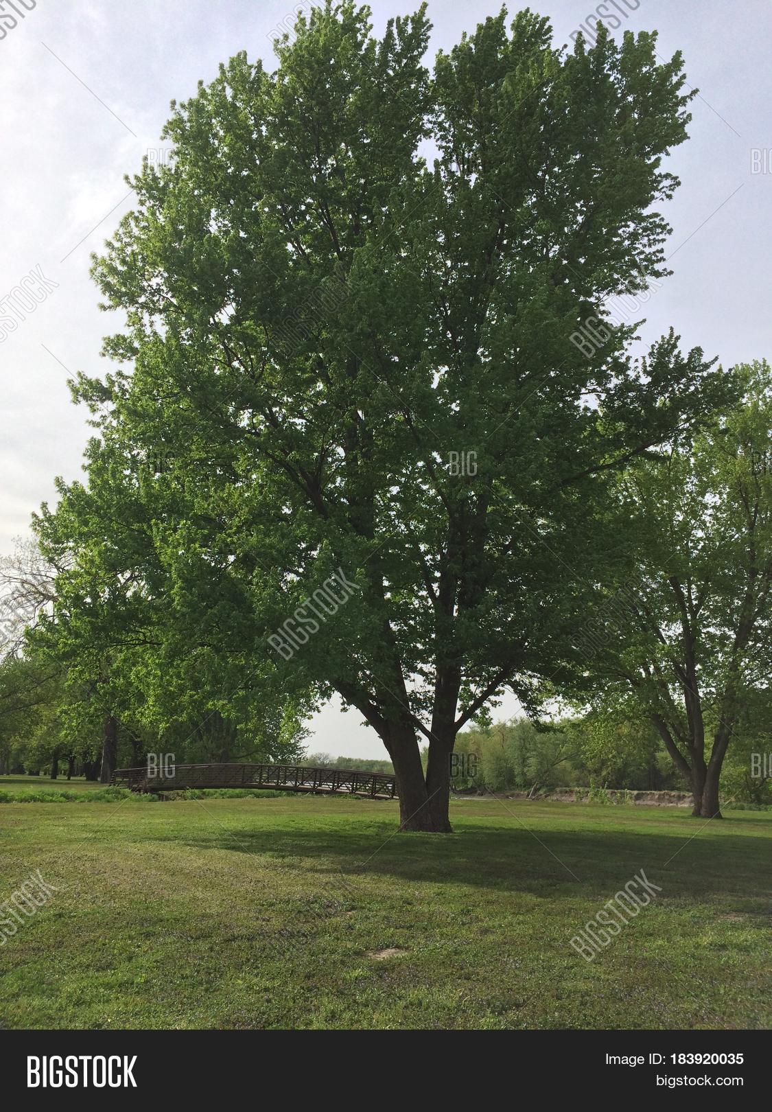Beautiful Elm Tree Image & Photo (Free Trial) | Bigstock