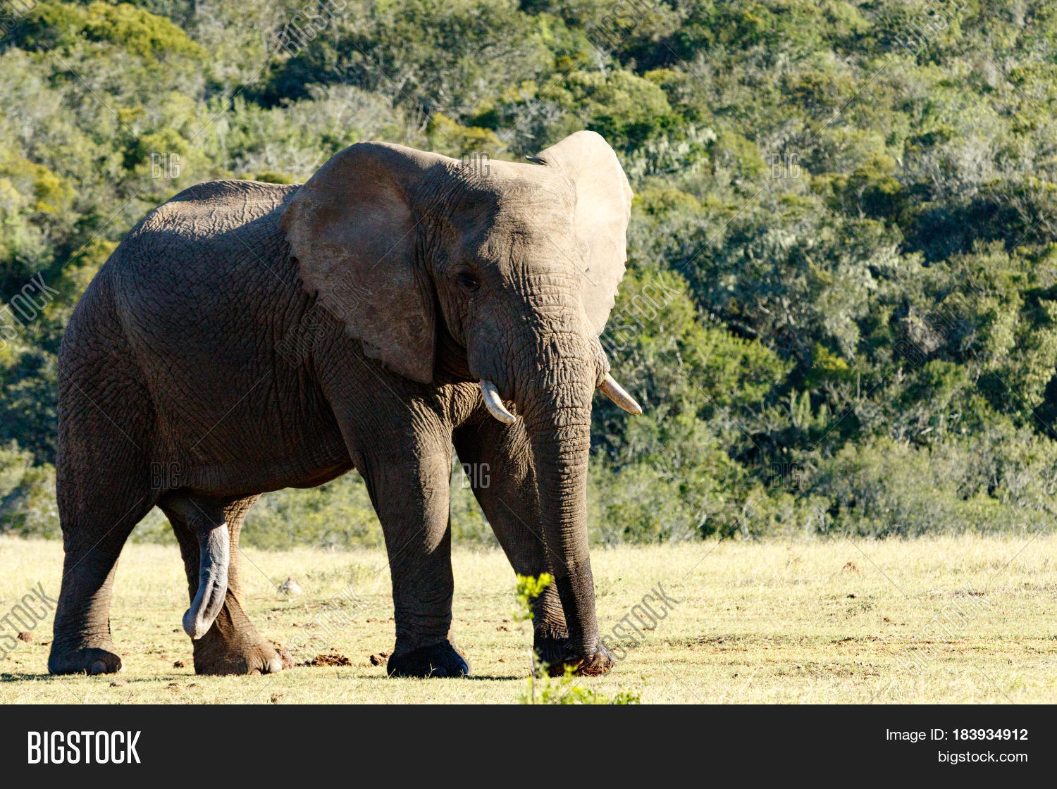 Elephant Standing Image & Photo (Free Trial) | Bigstock