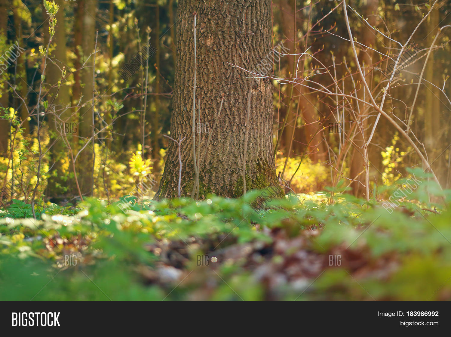 Tree Spring Green Image & Photo (Free Trial) | Bigstock