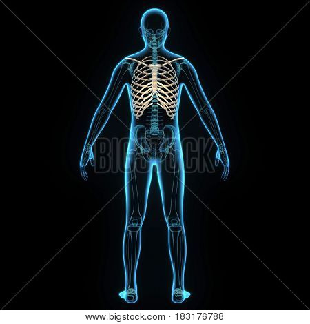 3d Illustration Human Image & Photo (Free Trial) | Bigstock