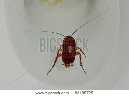 Australian Cockroach Image & Photo (Free Trial) | Bigstock