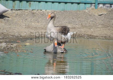 Gray Goose Domestic. Image & Photo (Free Trial) | Bigstock