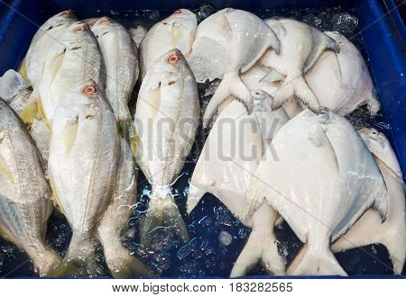 Fresh White Pomfret Image & Photo (Free Trial) | Bigstock